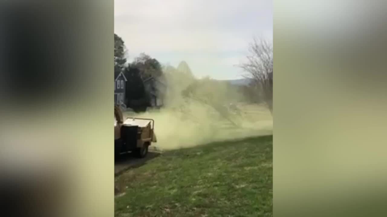 Video: ‘Pollen bomb’ explodes when tree falls in Tennessee | Sacramento Bee