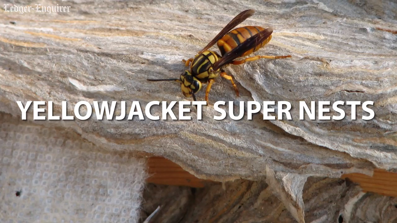 Yellow jacket super nests could make comeback | Columbus Ledger-Enquirer