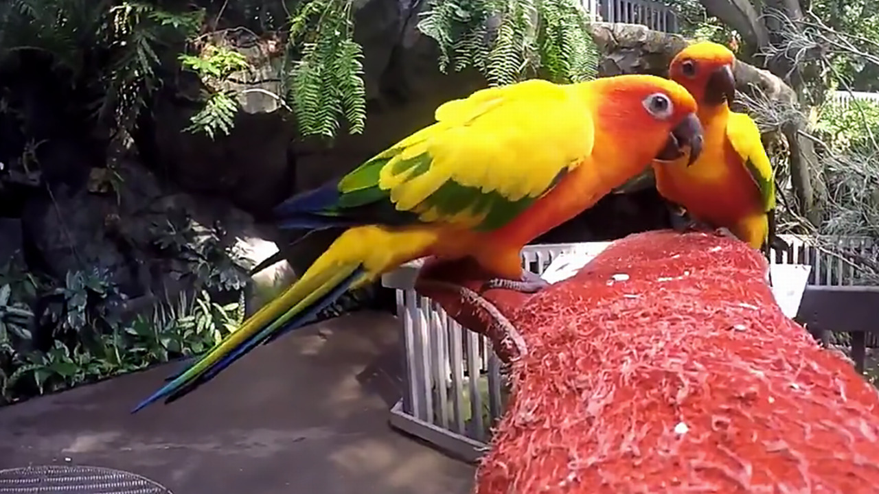 Sun Conures in the NC Zoo's Aviary | The State
