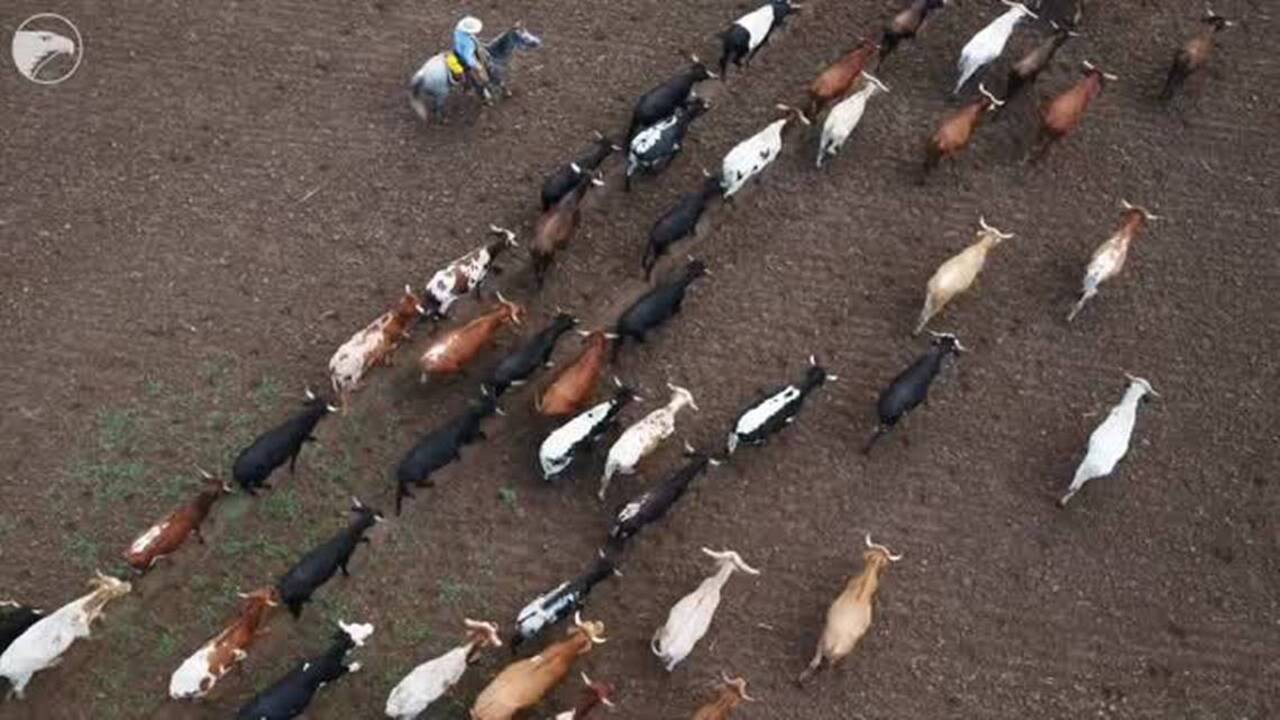 Cattle drive commemorates Chisholm Trail anniversary | The Wichita Eagle