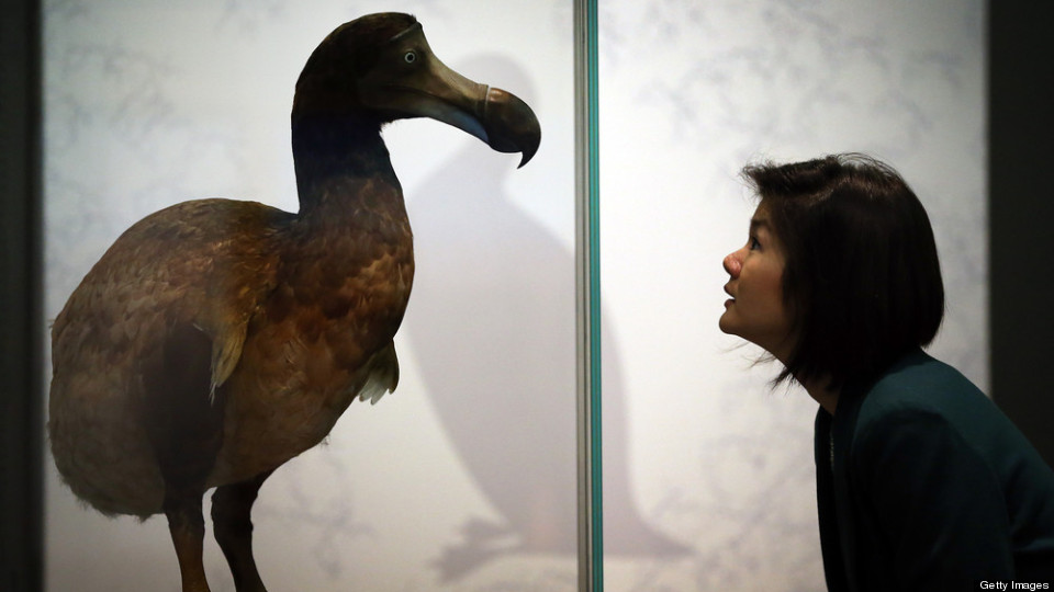 Plan To Bring Back Extinct Dodo Bird Draws Critics, Investors ...