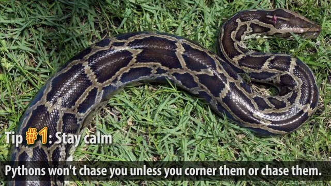Florida agency may hire python hunters in effort to cut back number of snakes | McClatchy ...