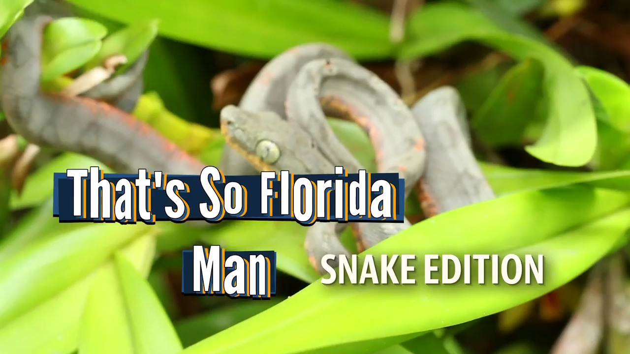 That's So Florida, Man: Snake Edition | Miami Herald