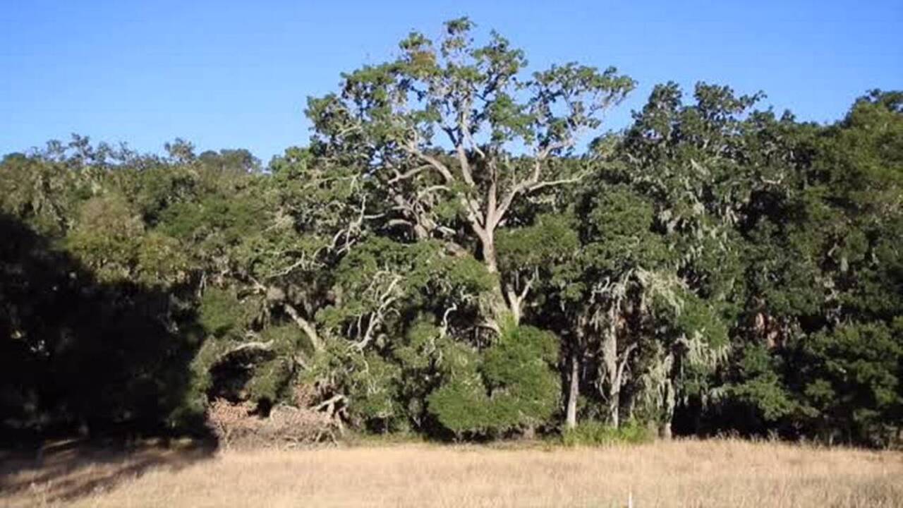 The valley oak: A day in the life of a North County tree | San Luis ...