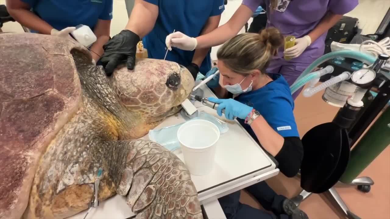 Zoo Miami Sea Turtle Hospital's first surgery | Miami Herald