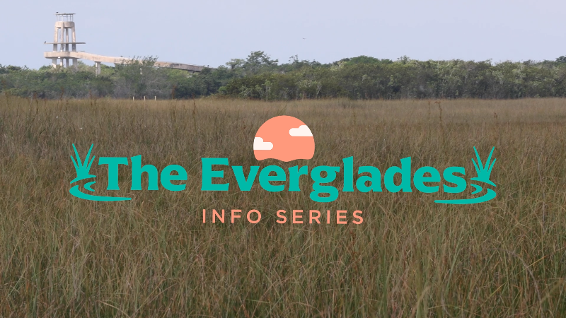 Everything you need to know about the Everglades National Park | Miami ...
