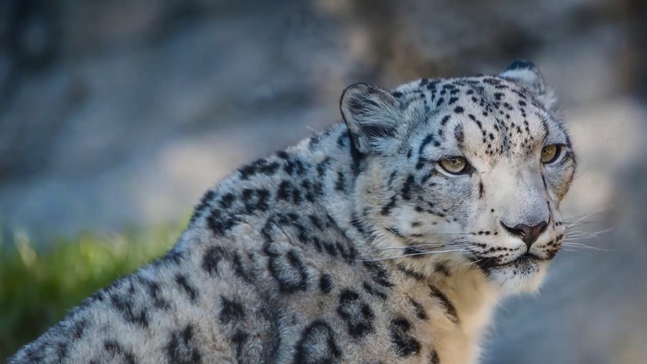 Here's the new snow leopard born at Sacramento Zoo | Sacramento Bee