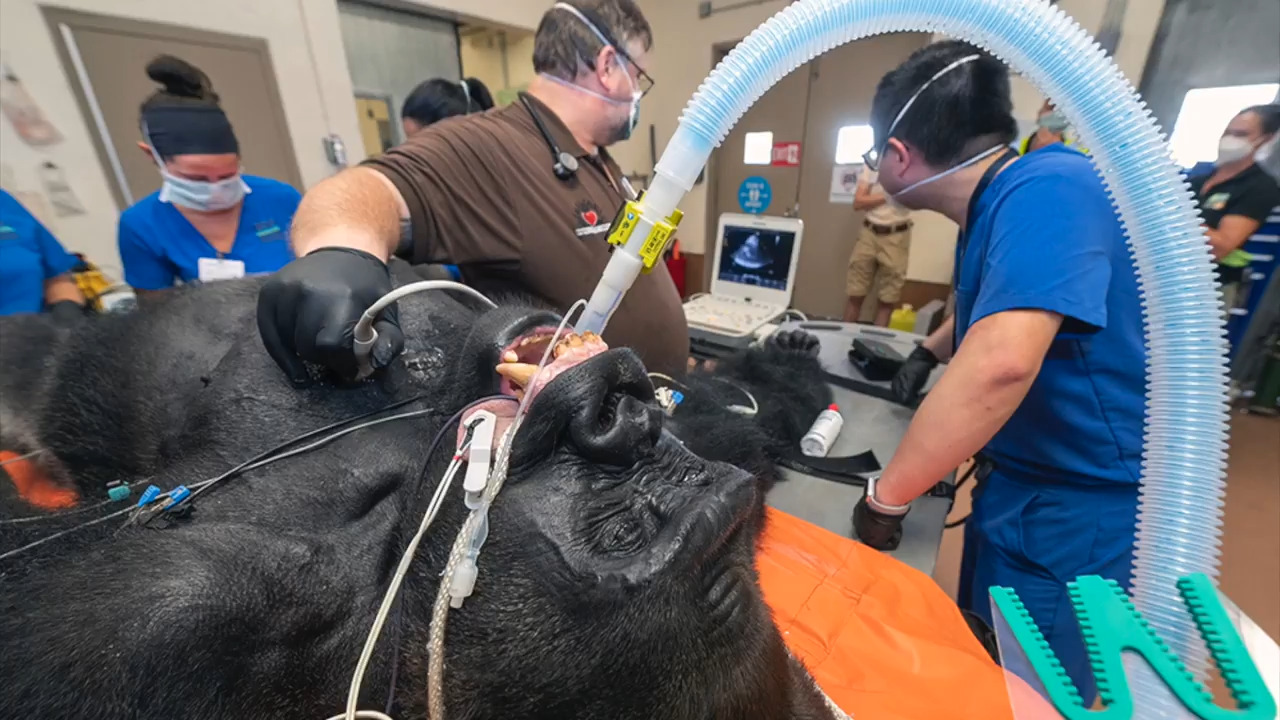 Watch a gorilla get a nebulizer treatment at Zoo Miami | Miami Herald