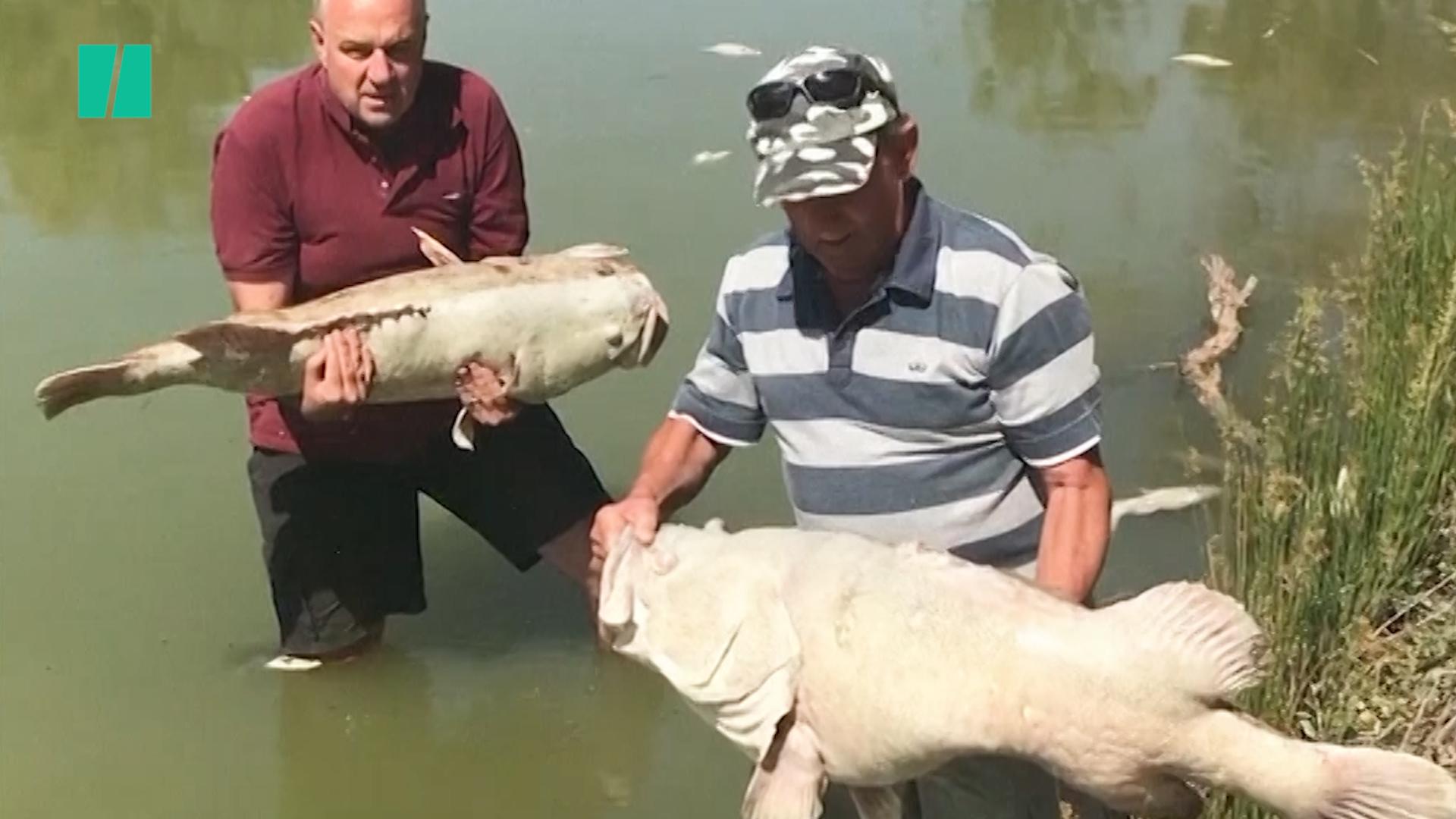 Mass Fish Death In Australia’s Record-Breaking Heatwave | HuffPost UK News