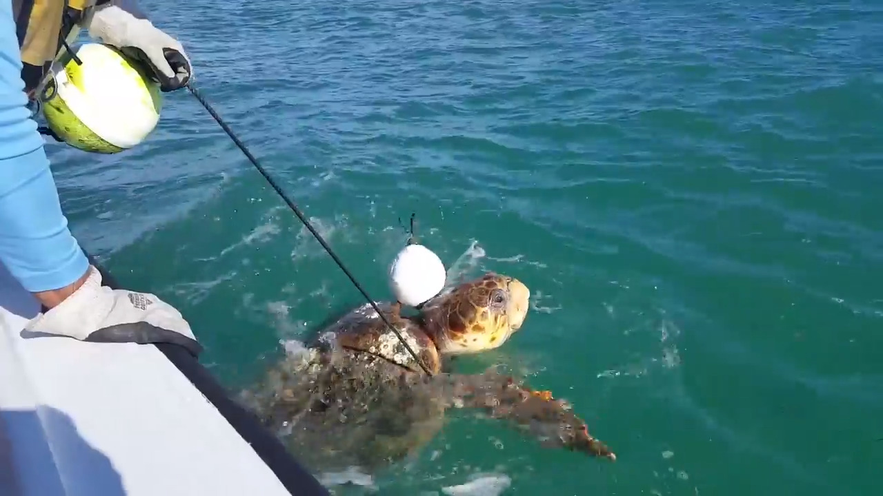 Florida biologists rescue entangled loggerhead turtle | Miami Herald