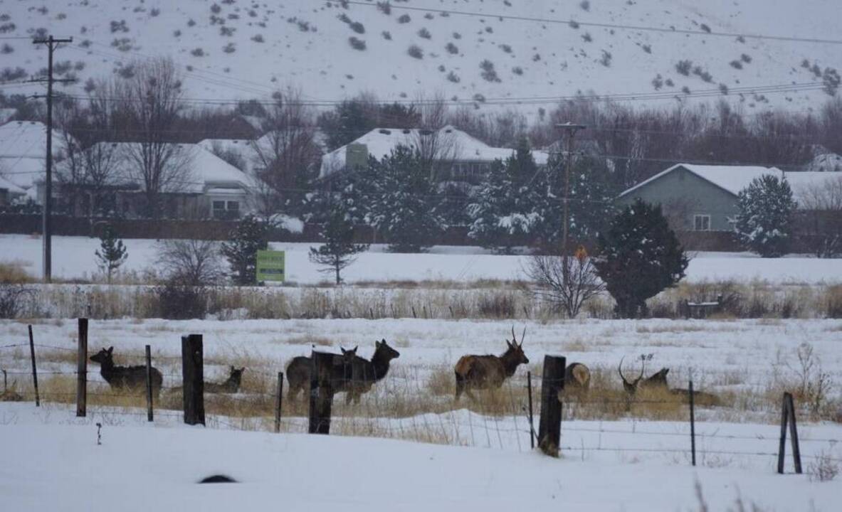 Elk herd visits Boise's Harris Ranch | Idaho Statesman