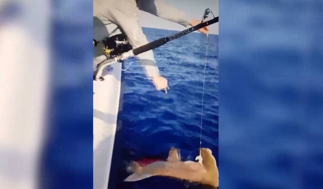 Video shows shark being shot to death | Miami Herald