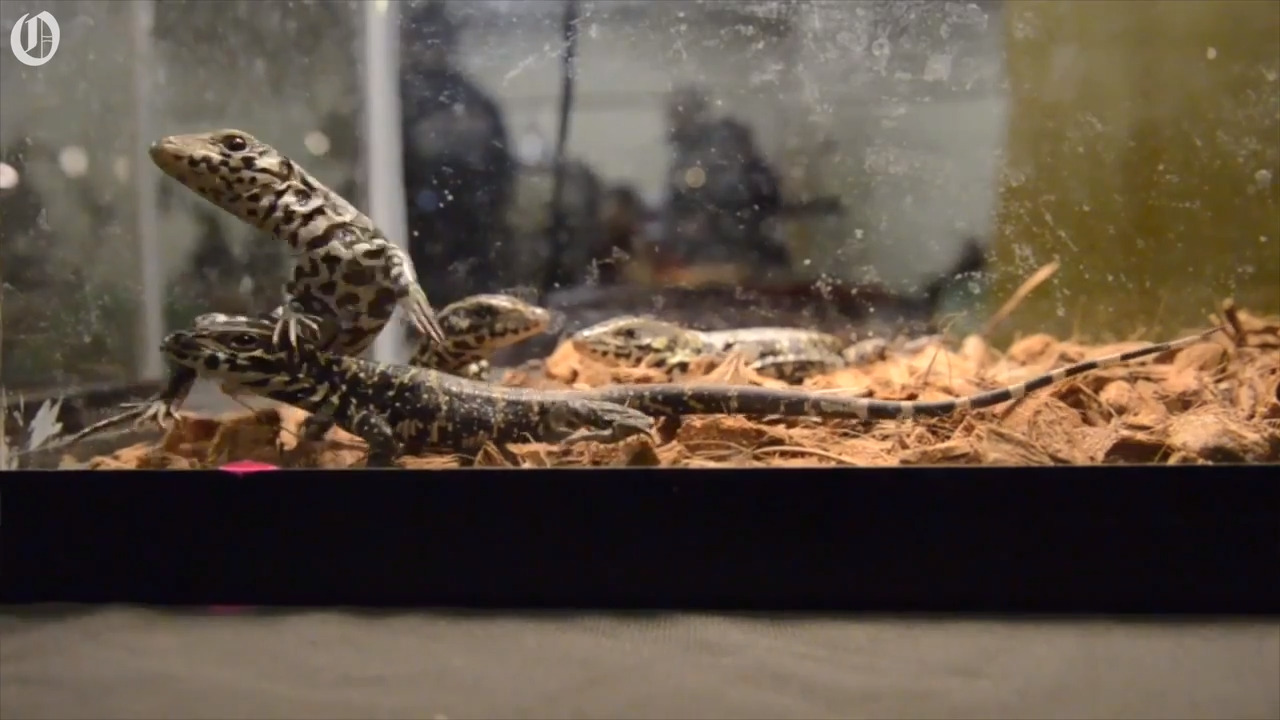 Repticon 2015 brought exotic animals to the Cabarrus Arena. Will they ...