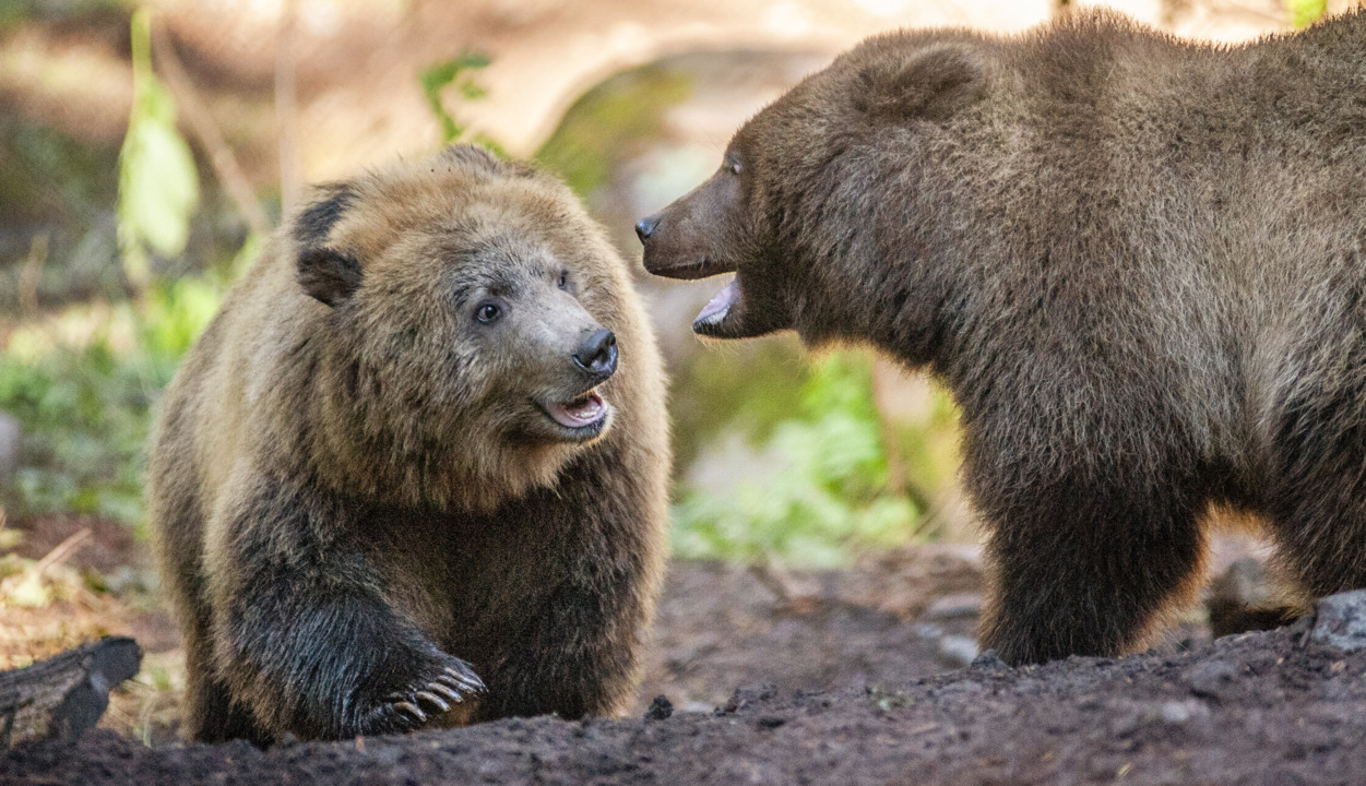 On Friday, grizzly cubs Huckleberry and Hawthorne went on public ...