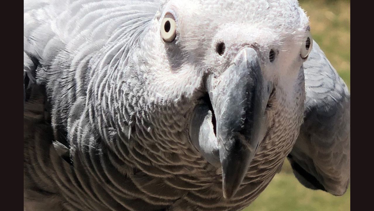 Cary missing bird | reward offered for African grey parrot | Durham ...