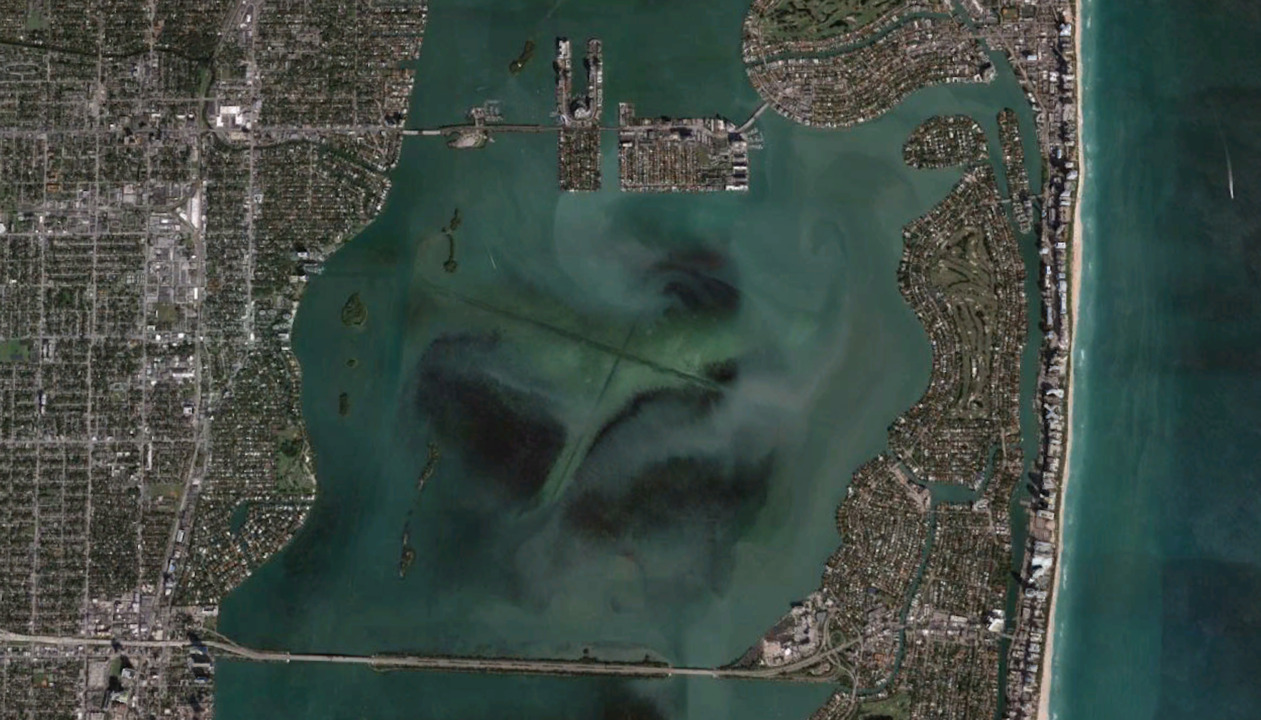 Seagrass disappears in parts of Biscayne Bay because of pollution ...
