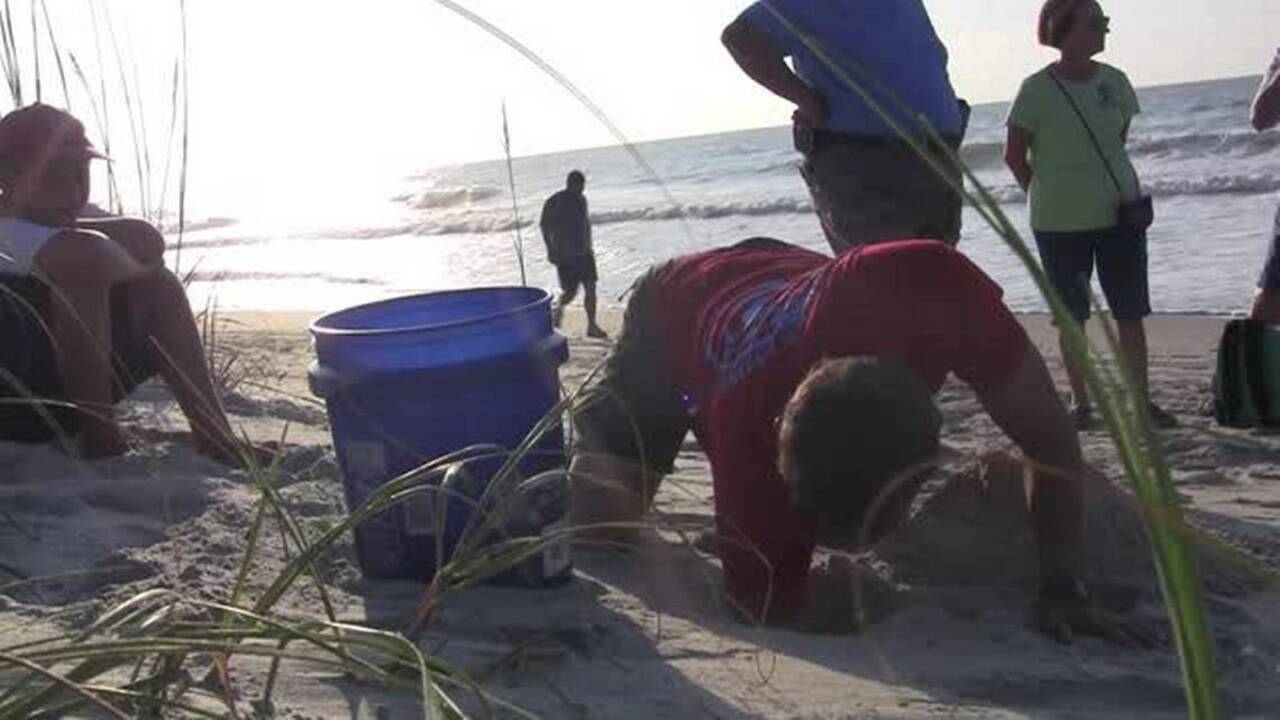 Loggerhead sea turtles lay eggs at Myrtle Beach State Park | Myrtle ...