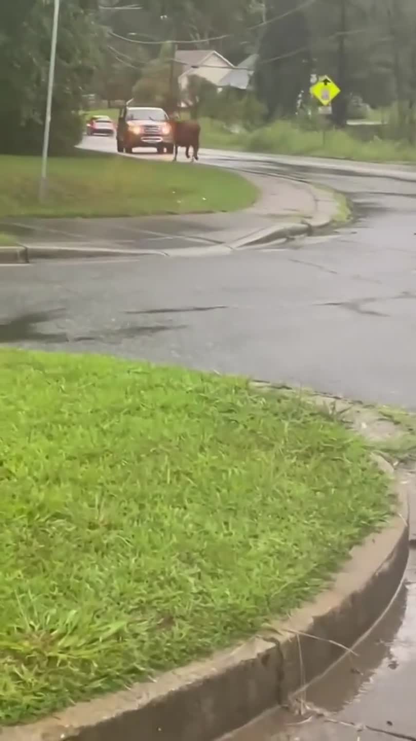 Bull on the loose in Charlotte NC: What to do if you see it | Charlotte ...