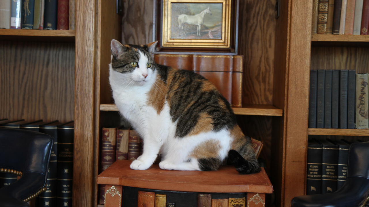 A day in the life of the governor's 'First Cat of Kansas' | The Wichita ...