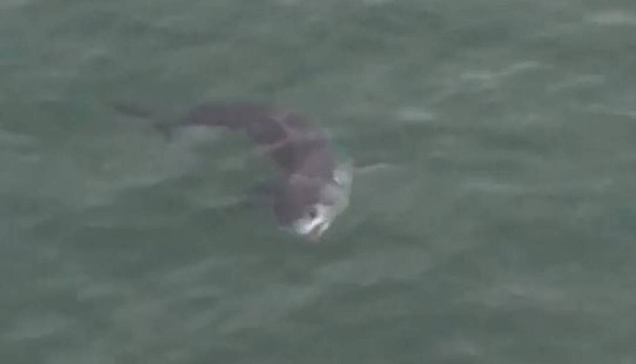 Video Of Possible Great White Shark Swimming Near Pismo Beach Pier
