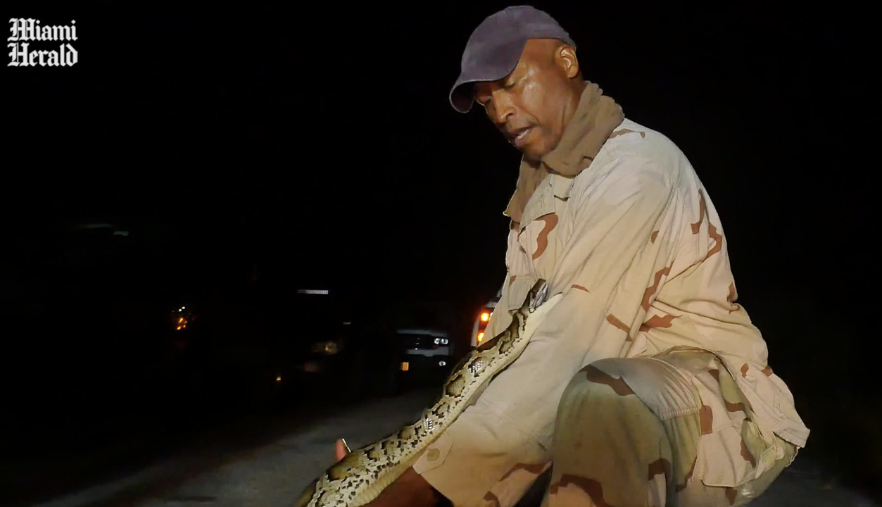 Python captures | Miami Herald