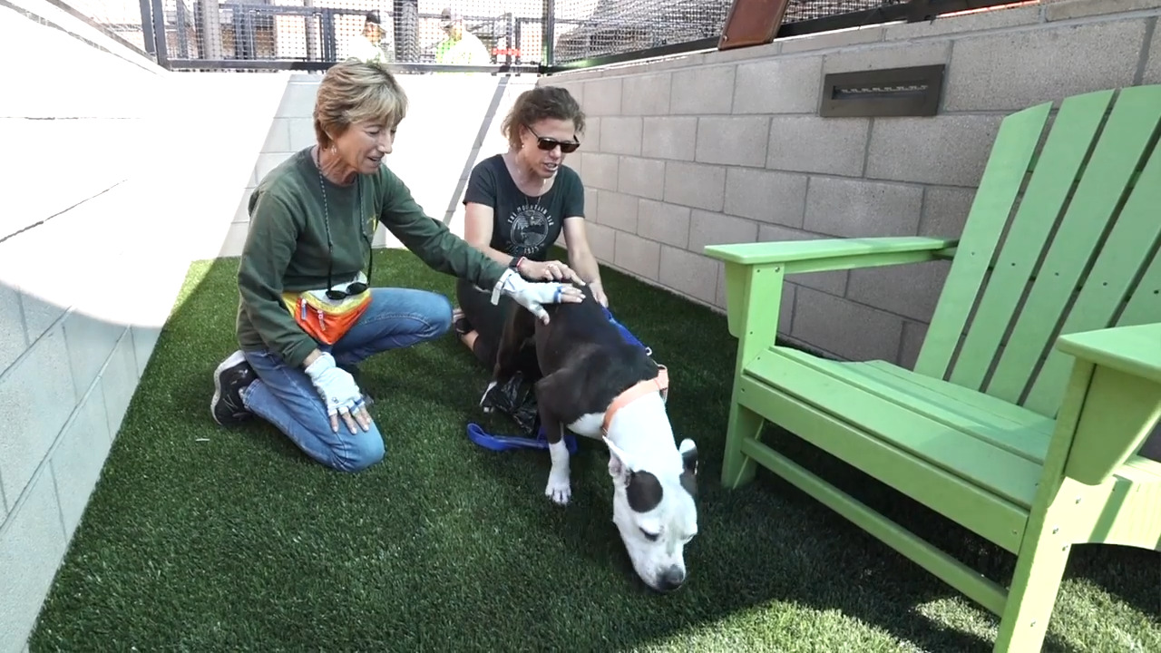Look inside new SLO County's new Animal Services shelter | San Luis ...