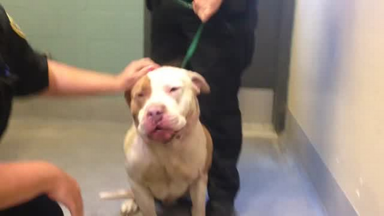 Woman Injured In Dog Attack In South Modesto | Modesto Bee