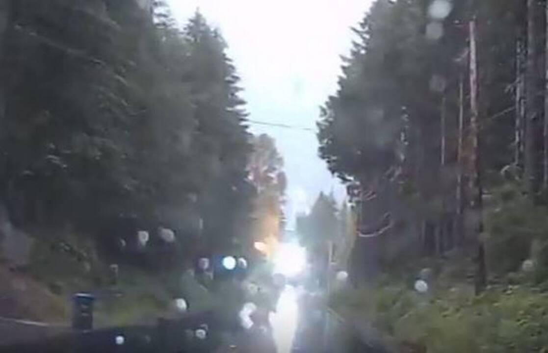 Tesla the Wonder Eagle is one tough bird | Bellingham Herald