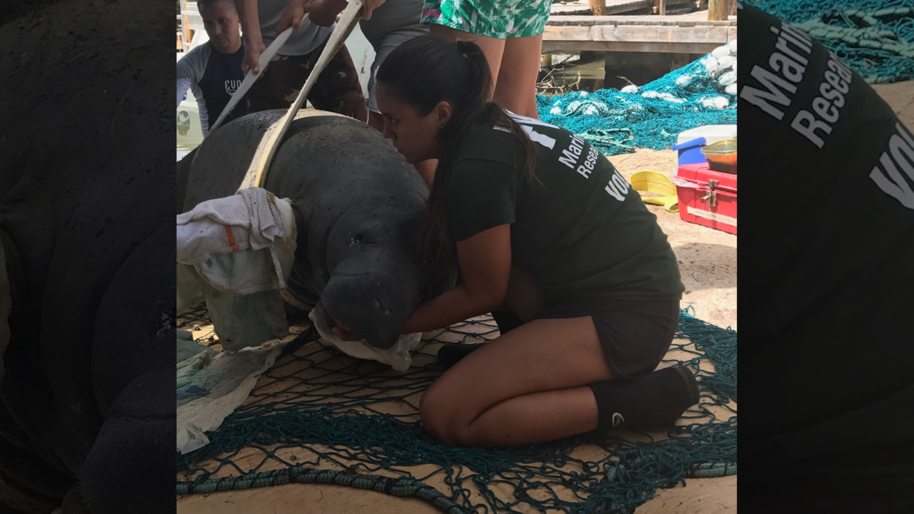 Manatee rescued in Key Largo | Raleigh News & Observer