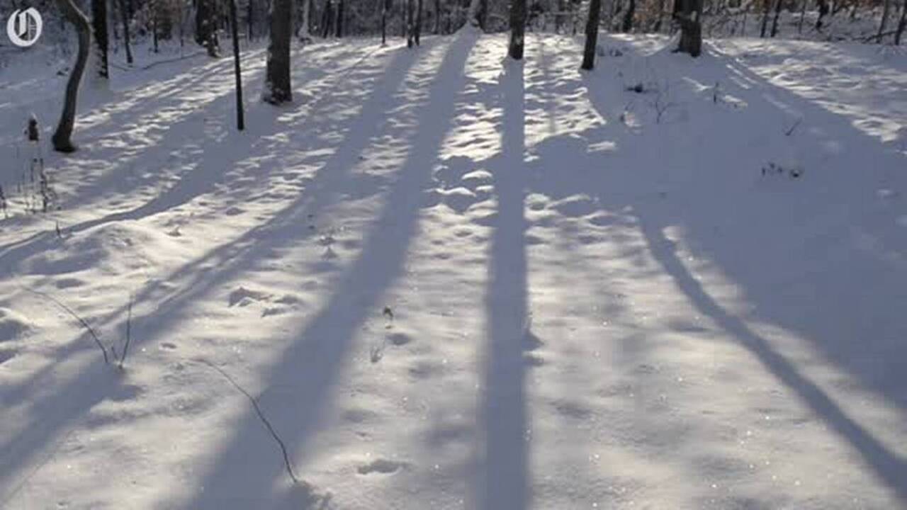 Wednesday's snow leave Charlotte frozen | The Wichita Eagle