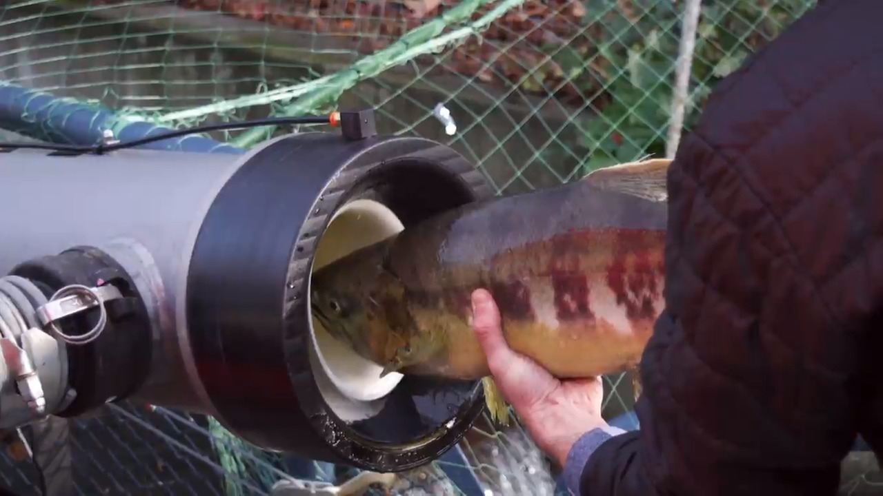 Here’s why the ‘Salmon Cannon’ was in Bellingham | Bellingham Herald