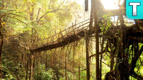 Living Root Bridge - Meghalaya, Jembatan Akar, Banten Province - HideoutTV