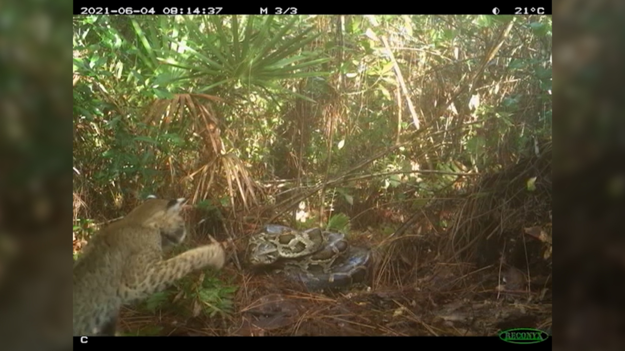Video shows interaction between bobcat and python in Florida | El Nuevo ...