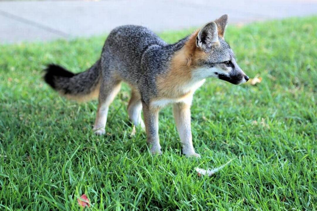 Arroyo Grande Village gets new fox visitor | Centre Daily Times