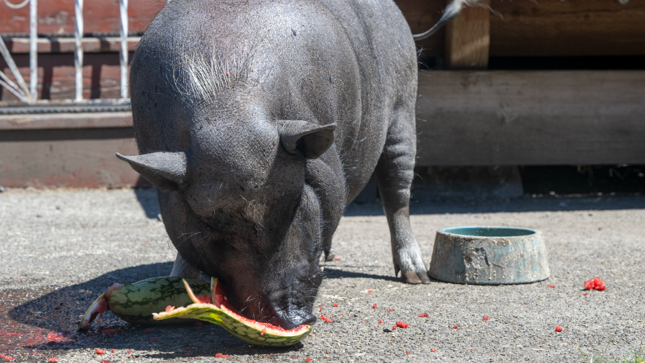 Pumba the pig wins hearts in South Tacoma neighborhood | Tacoma News ...