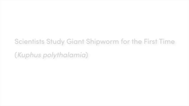 First Live Giant Shipworm Found In Philippines | HuffPost UK News