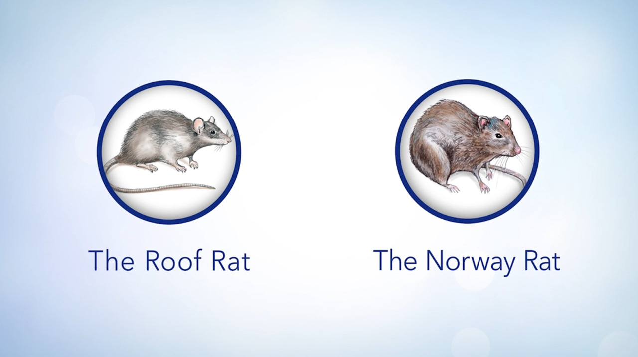 The difference between a roof rat and a Norway rat | Miami Herald