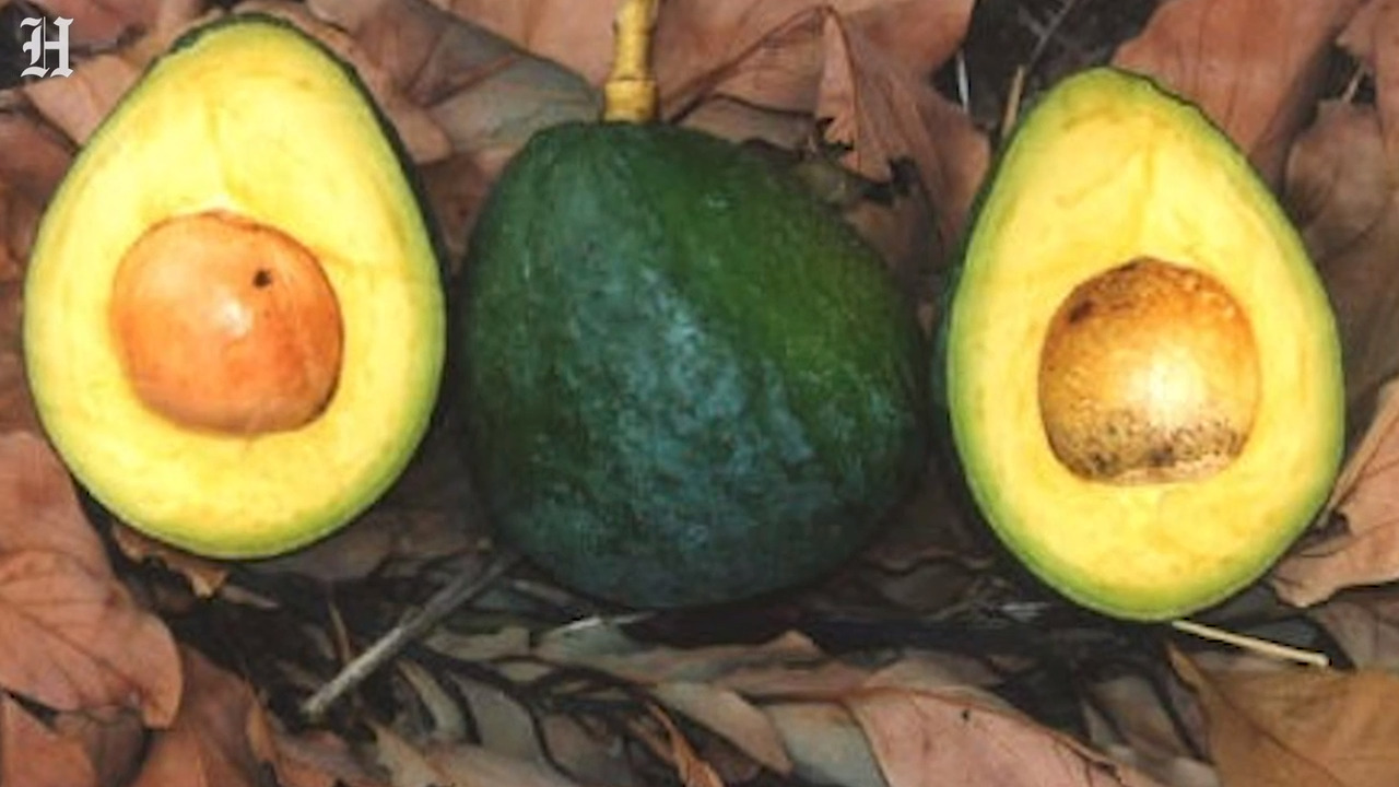 Avocado fight heads to court | Fort Worth Star-Telegram