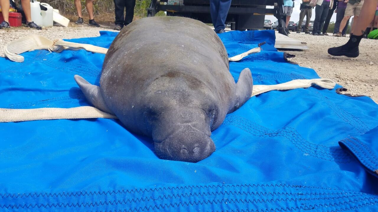 Miami Seaquarium returns healed manatee to Florida waters | Miami Herald