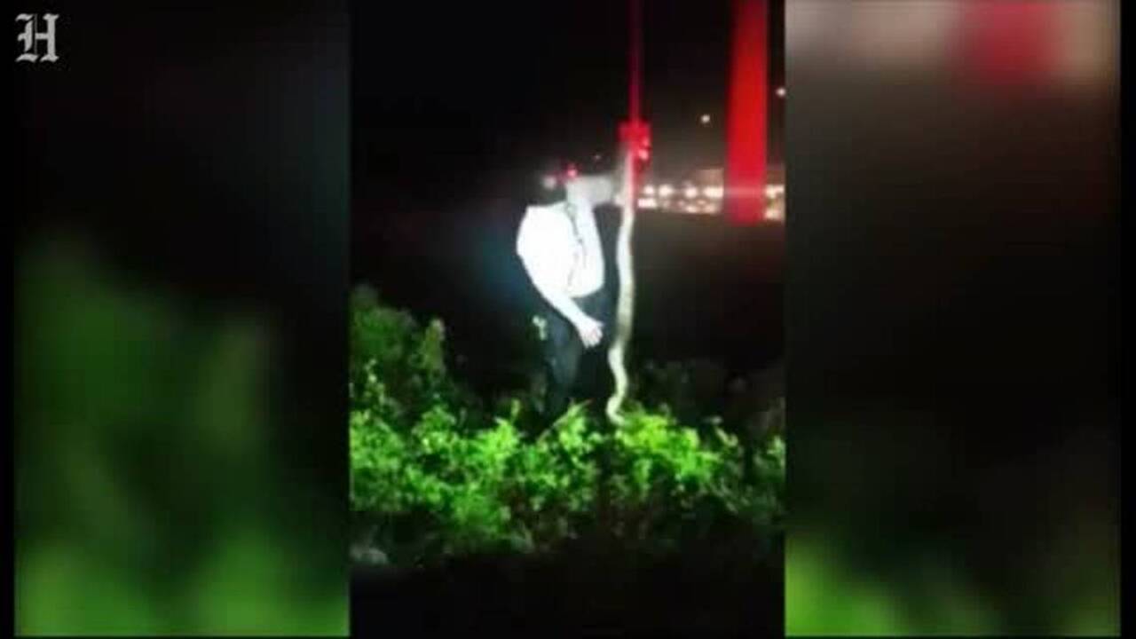 8-foot Burmese python is captured in Miami-Dade | Miami Herald