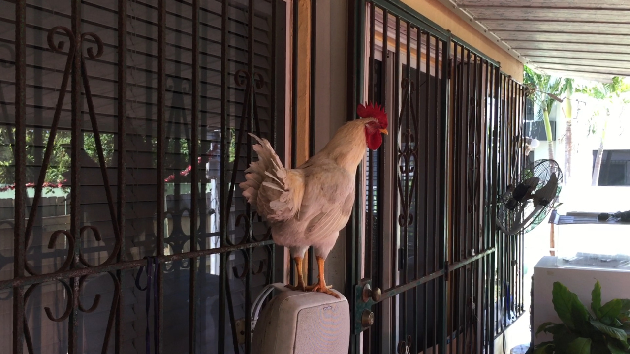 Saved from a Santería priest, rescue rooster terrorizes a Miami ...