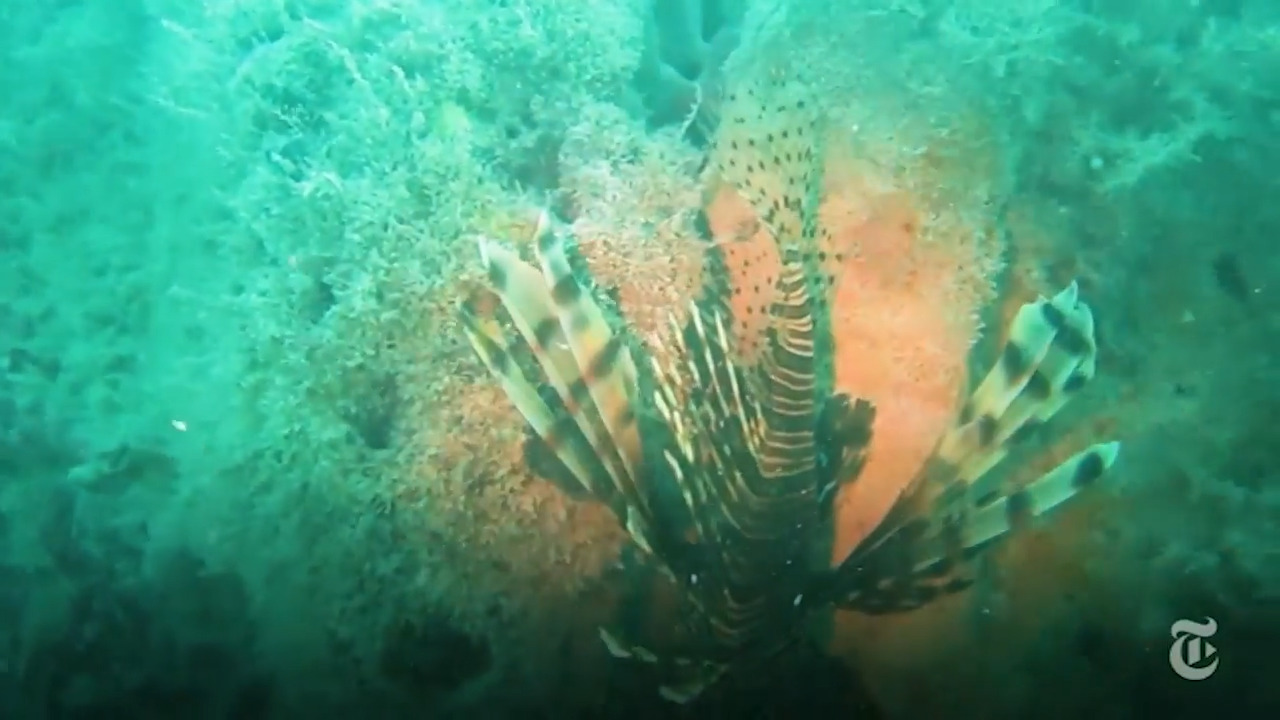 Florida Keys lionfish derby nets most fish in event’s history | Miami ...