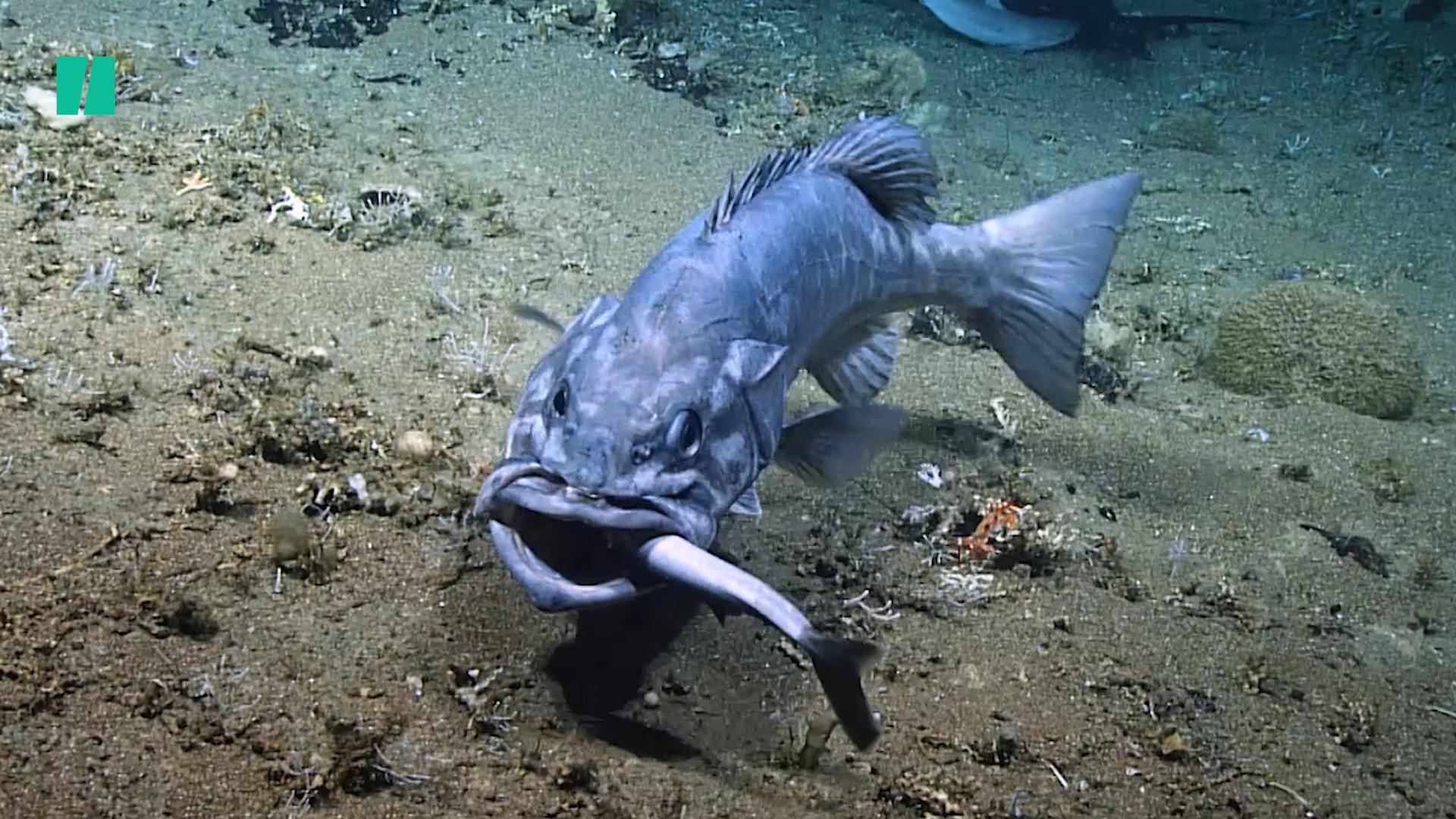 Fish With 2 Mouths Caught In Lake Champlain | HuffPost Weird News
