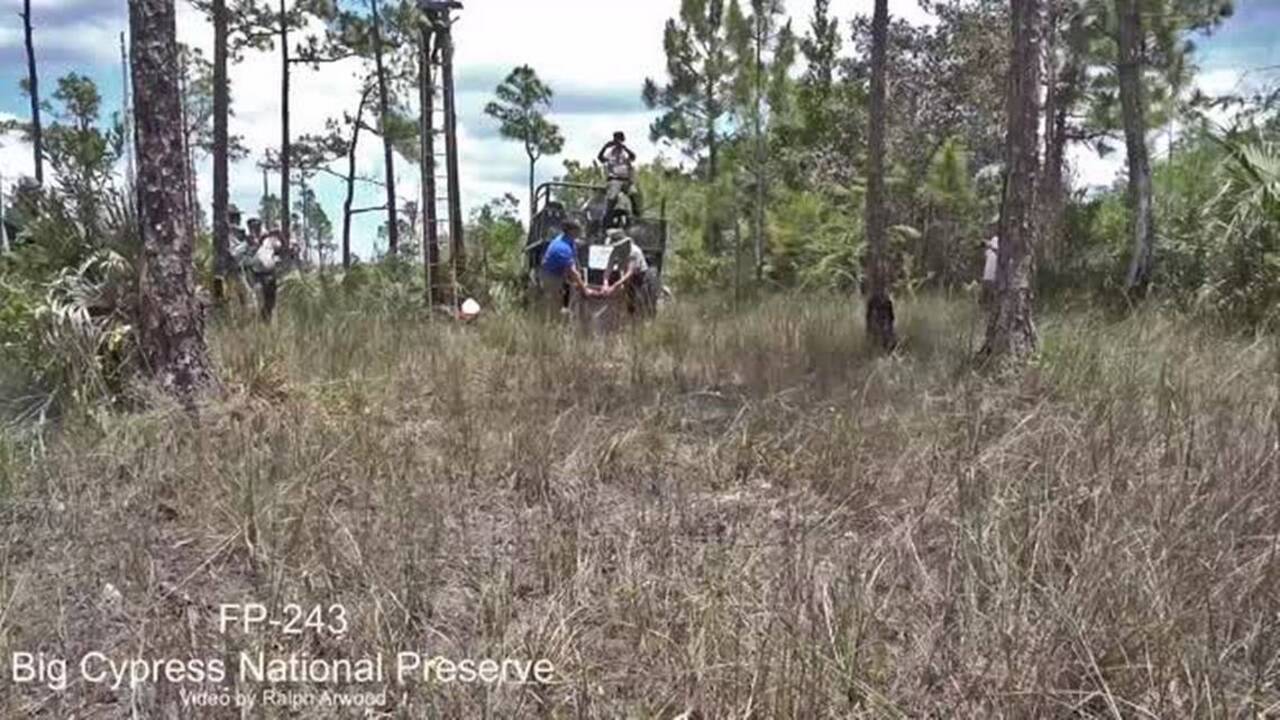 Watch this young male Florida Panther sprint off into Big Cypress ...