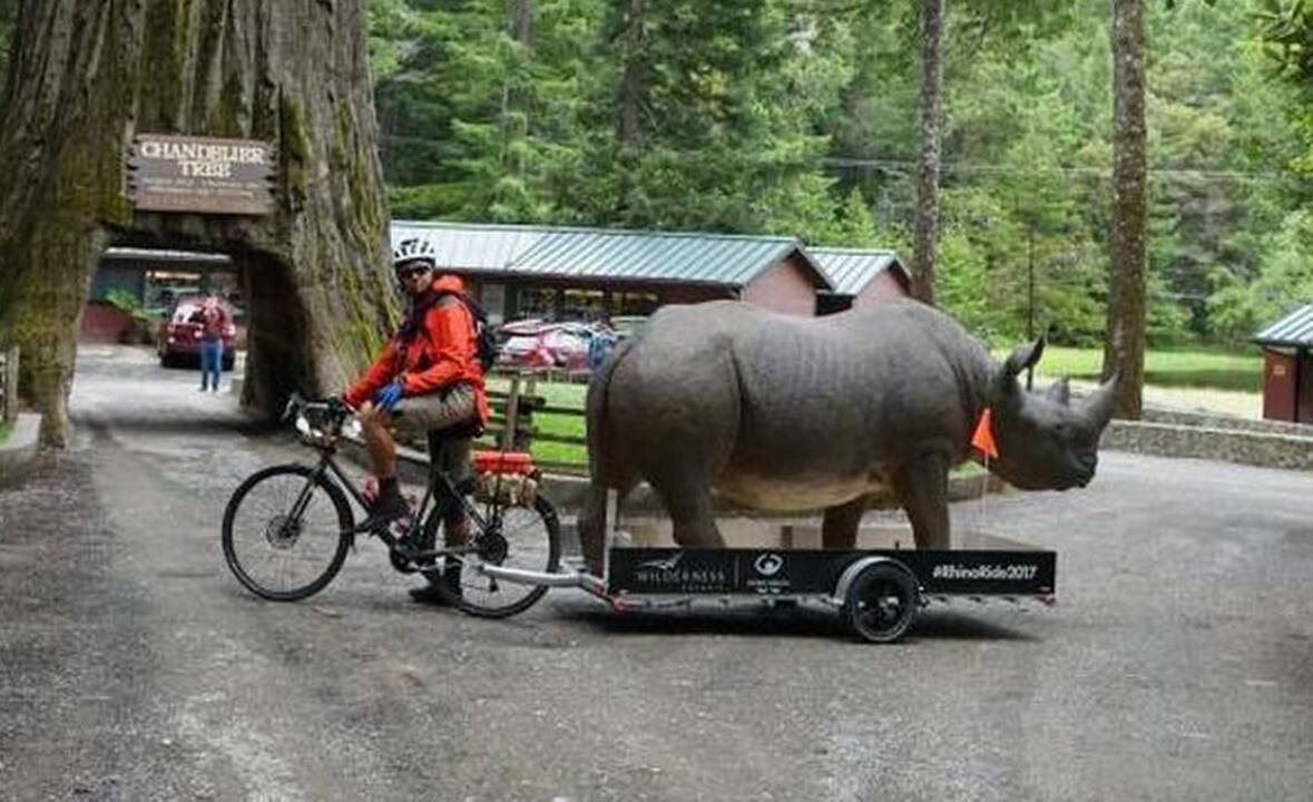 Rhino Ride: Bicyclist pedals down West Coast towing life-size rhino to ...