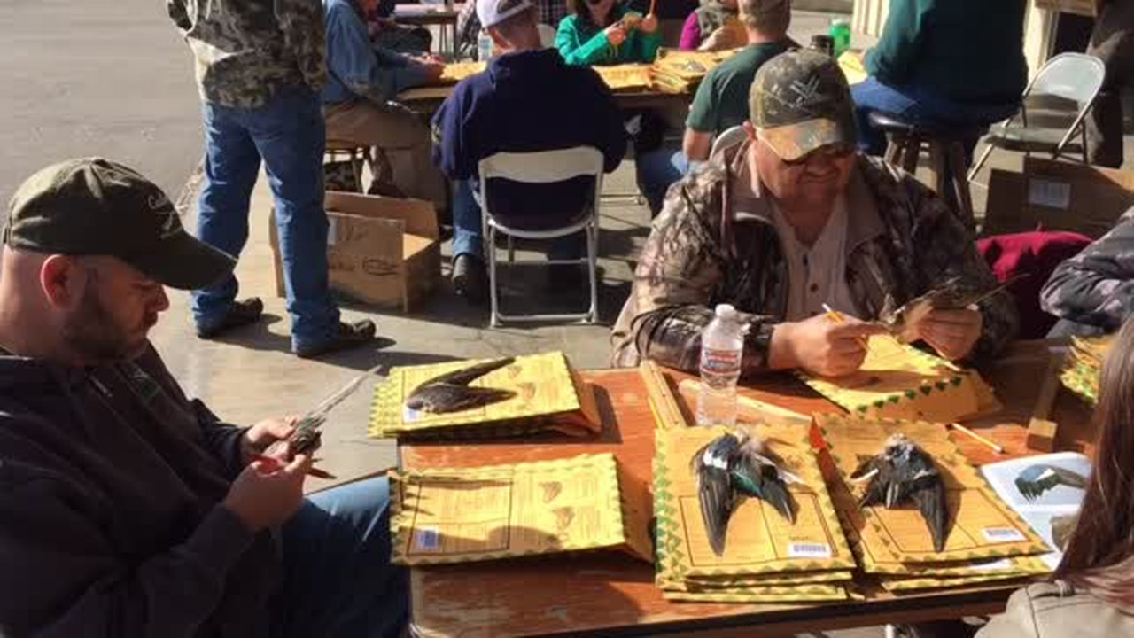 Video: Feathers take center stage at Pacific flyway 'wing bee' | The ...