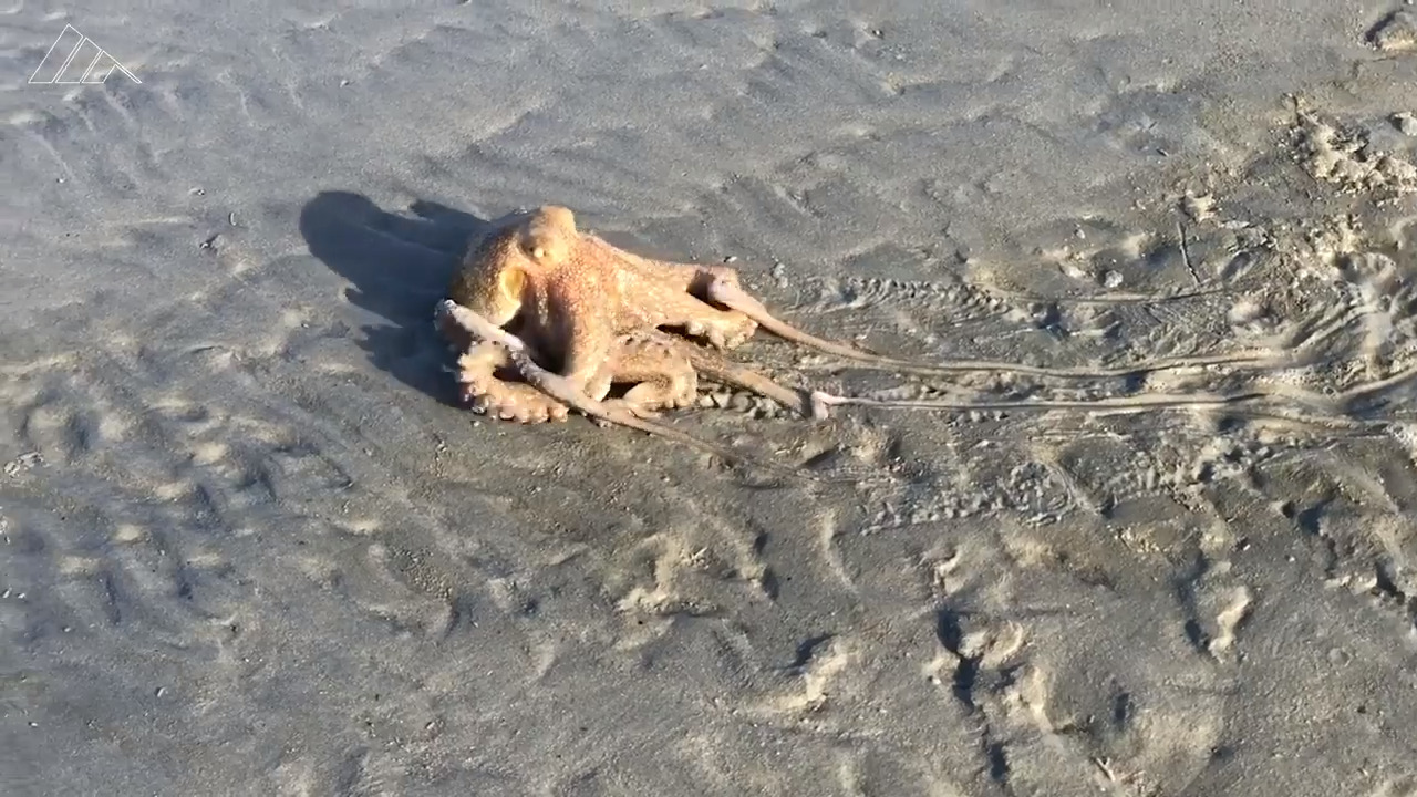 Video shows octopus walk across sand in NC | Raleigh News & Observer