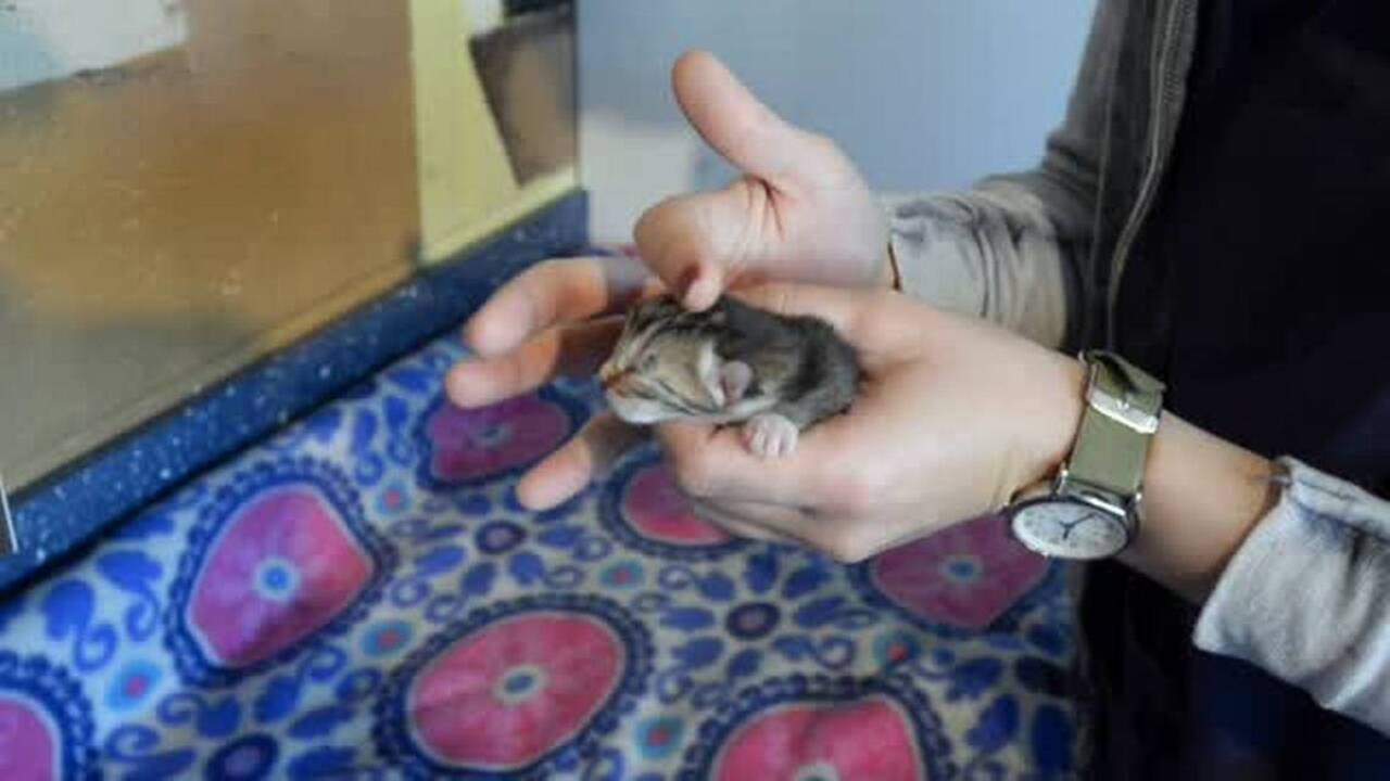 CMPD Animal Care and Control constructs kitten nursery | Charlotte Observer