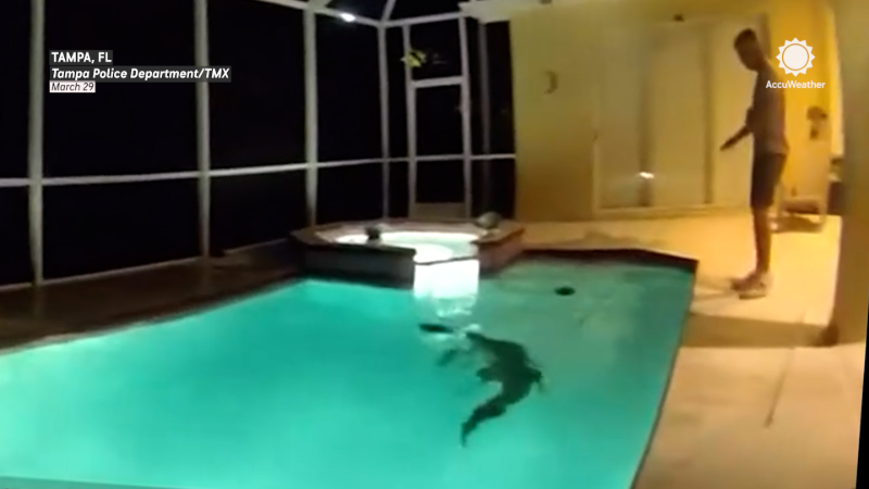 Gator removed from pool in Florida | AccuWeather