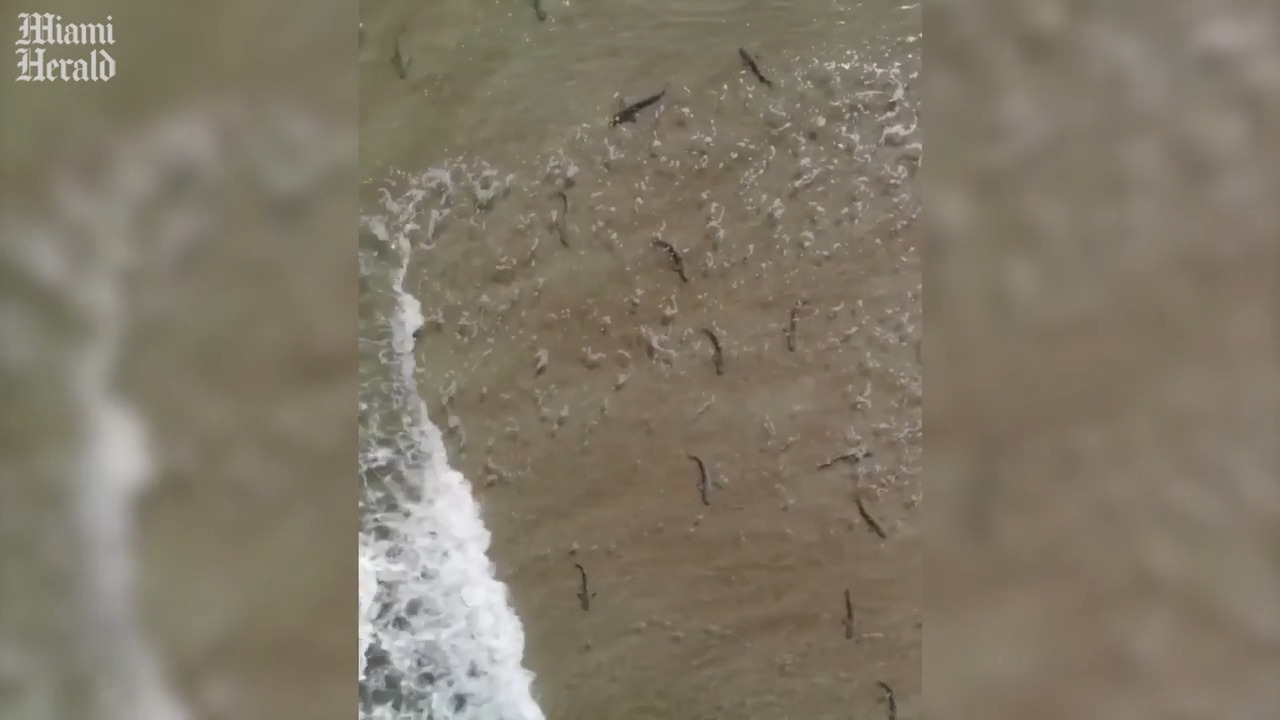 Florida woman attacked by shark and kicks it | Miami Herald